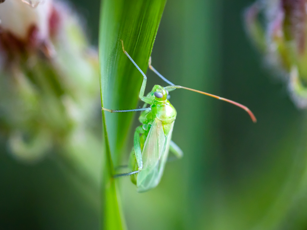 A green bug against whiteflies