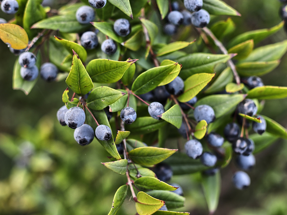 Récolte, bienfaits et recettes à base de myrte