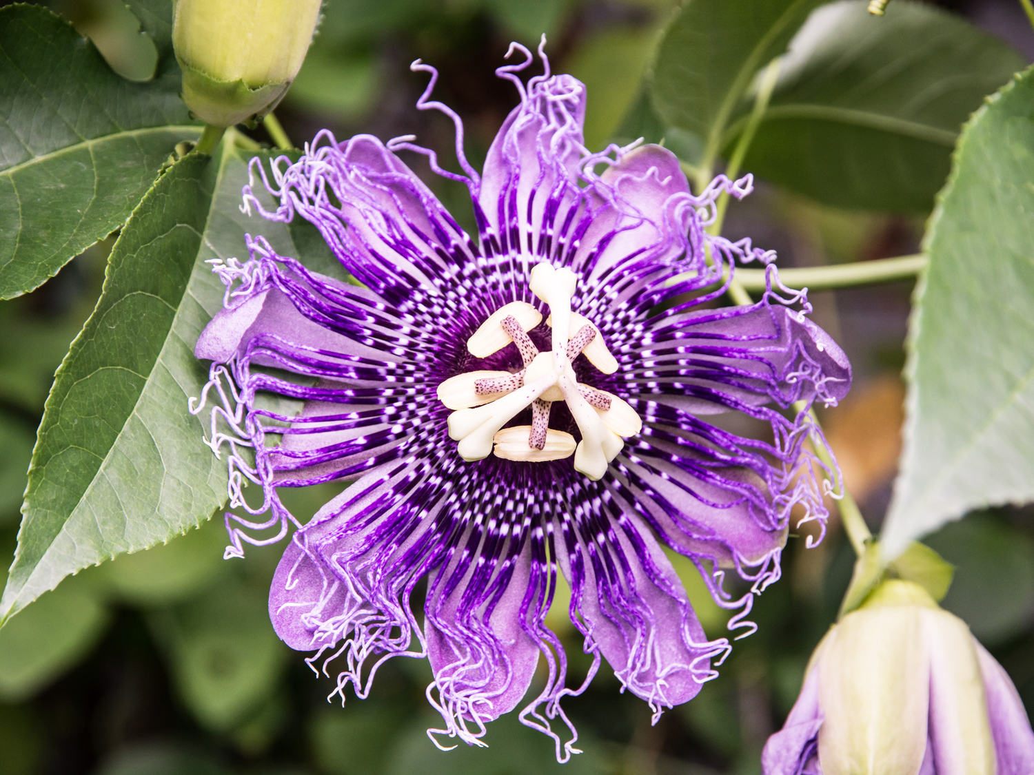 Passiflore officinale, Passiflore rustique, Fruit de la passion ...
