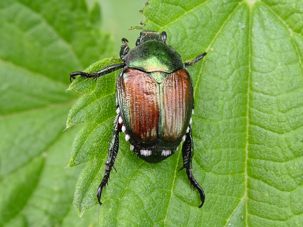Le scarabée japonais, un nouvel envahisseur