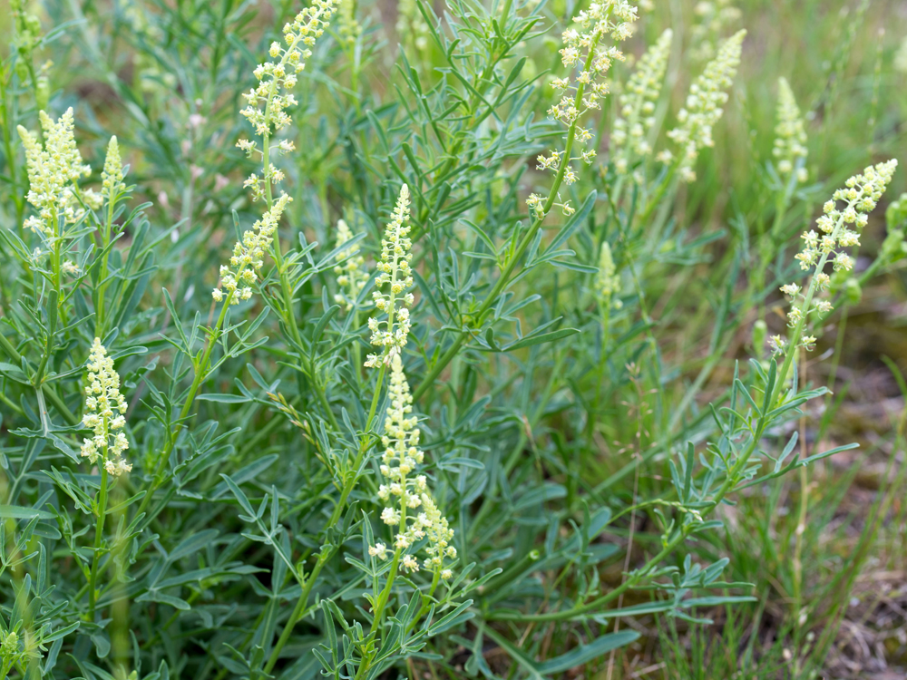 Réséda jaune, Réséda sauvage Faux réséda, Reseda lutea : planter ...