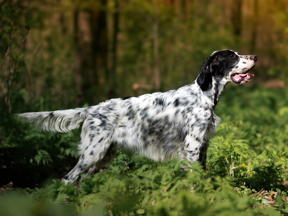 Le Setter Anglais, un chien très doux