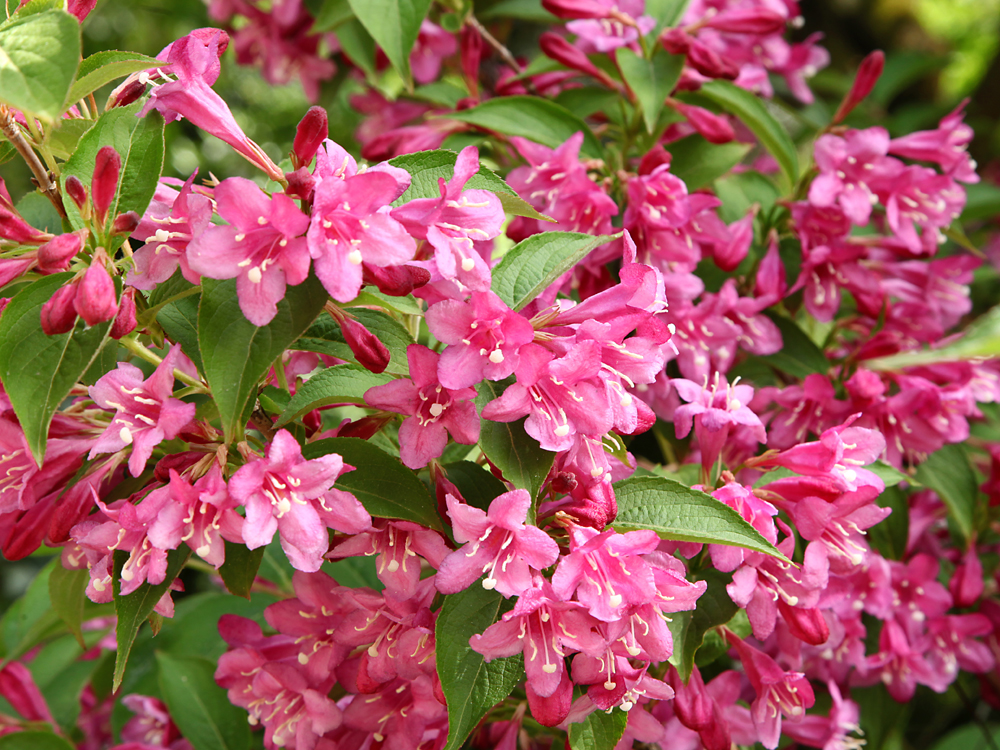 Weigélia, Weigélie, Weigela : planter, cultiver, multiplier