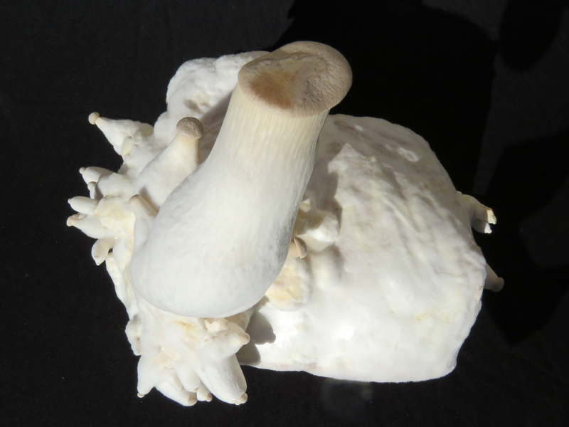 La culture des pleurotes