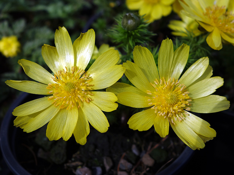 Adonis de printemps, Adonide de printemps, Adonis vernalis : planter ...