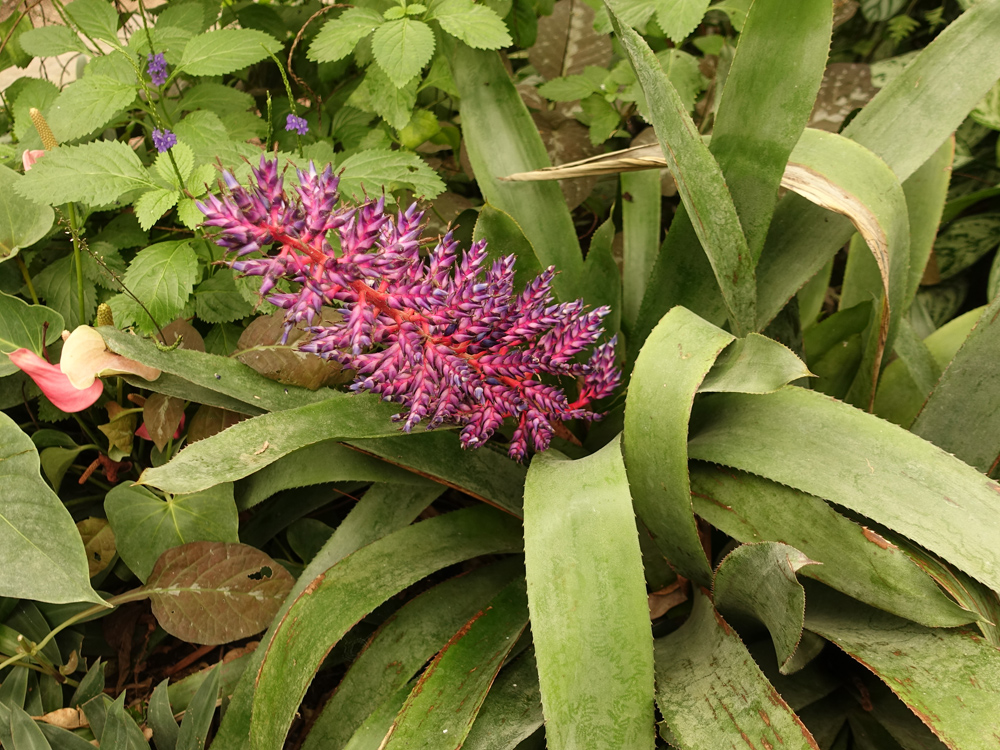 Aechméa Del Mar, Aechmea 'Del Mar' : planter, cultiver, multiplier