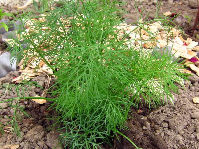 Aneth : planter, cultiver, récolter