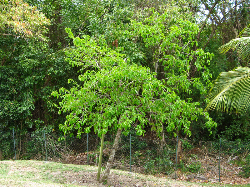 Corossollier, Arbre à corossol, Glaviola : planter, cultiver, récolter