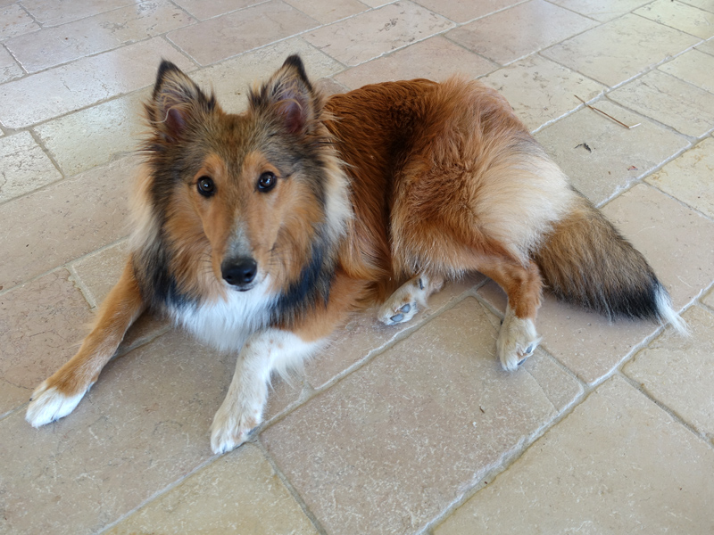 Les chiens de berger