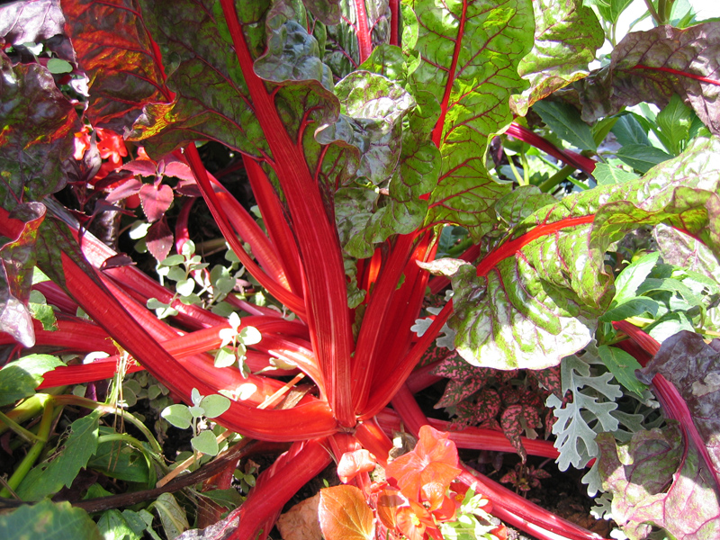 Bette à cardes, Blette, Poirée : planter, cultiver, récolter