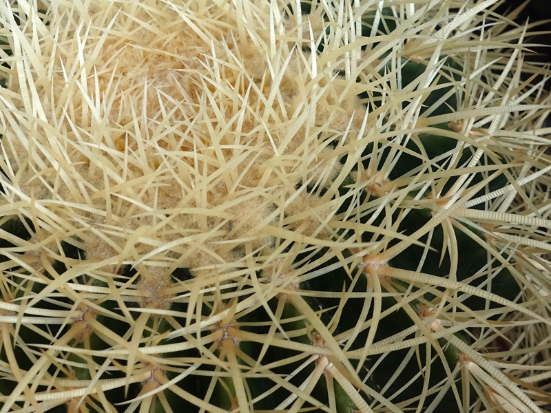 Les épines de cactus