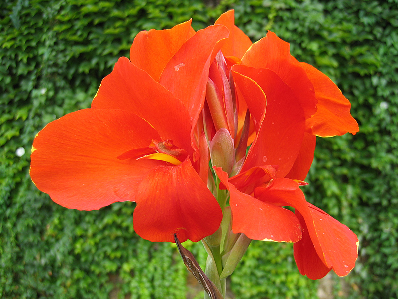 10 fleurs rouges pour le jardin