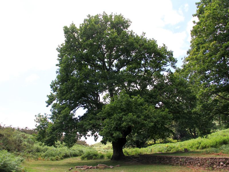 Histoires de chênes