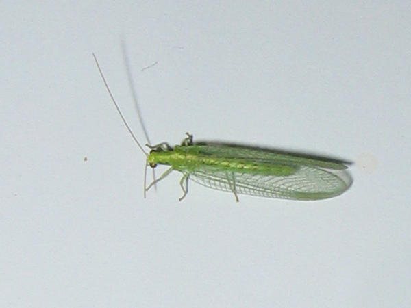 La chrysope aux yeux d'or