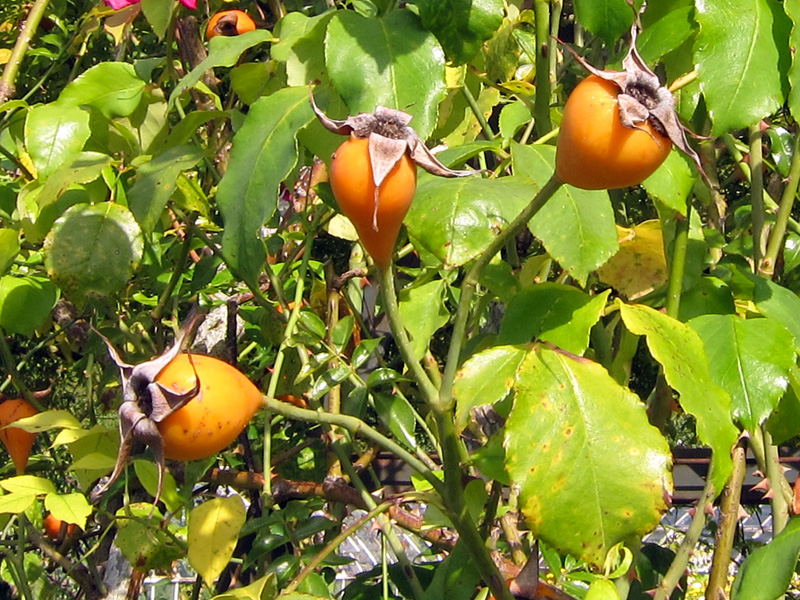 Les Cynorrhodons, des trésors sauvages aux multiples vertus