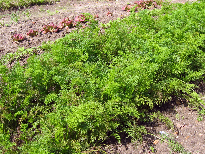 Carotte : planter, cultiver, récolter