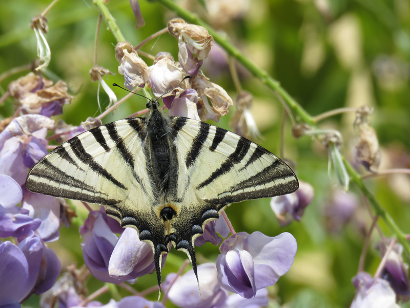 Les insectes au jardin, alliés ou ennemis