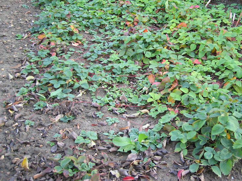 Repiquer les stolons de fraisiers