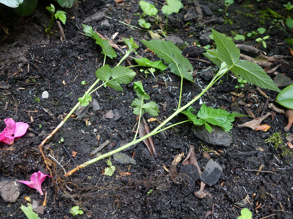 How To Multiply Small Fruit Shrubs 