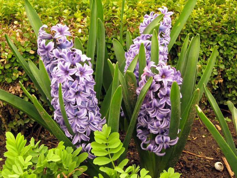 Jacinthe, Hyacinthus orientalis : planter, cultiver, multiplier
