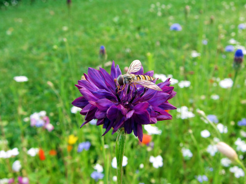 Les insectes pollinisateurs