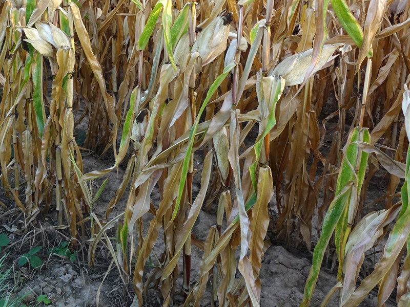 Comment éviter le lessivage des sols