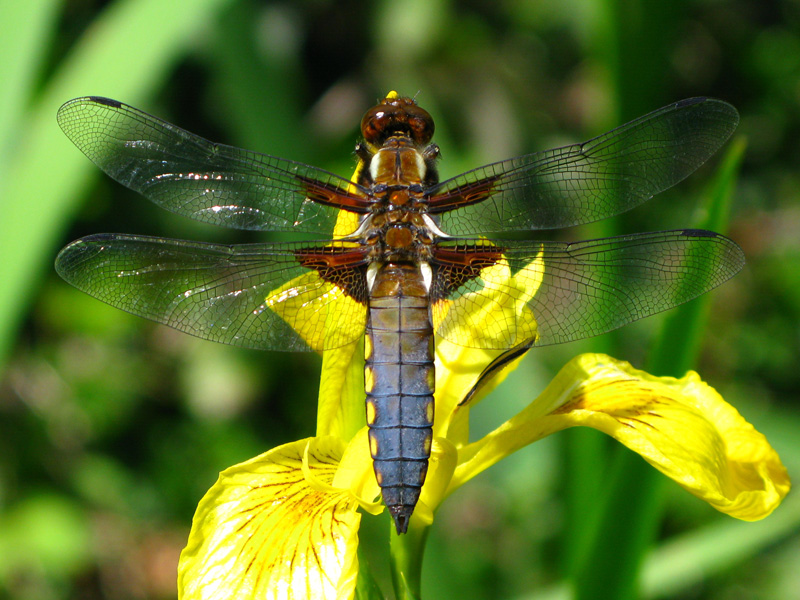 Les libellules et les demoiselles