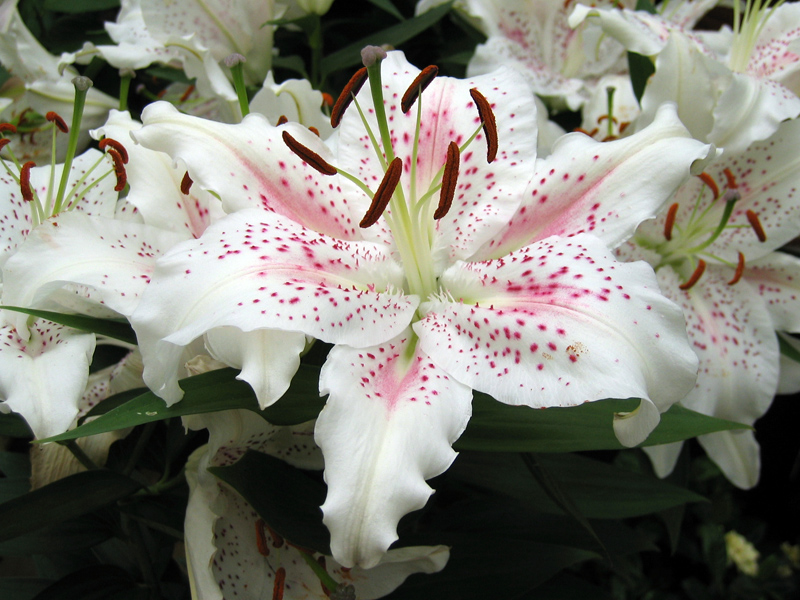 Lis, Lilium : planter, cultiver, multiplier