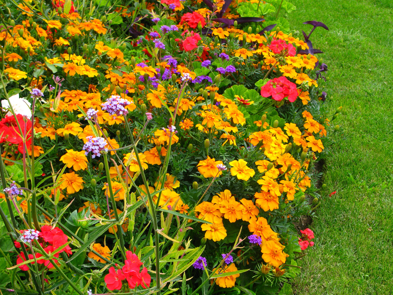 Comment faire durer les fleurs au jardin