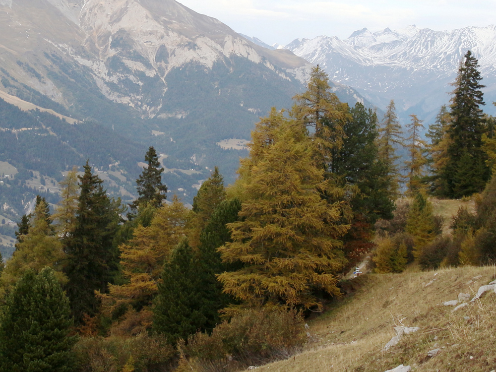 Le mélèze, l'arbre d'or des montagnes