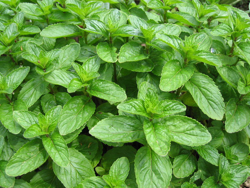 Menthe : planter, cultiver, récolter