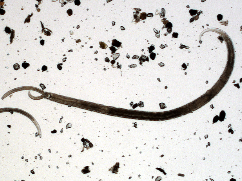 Les nématodes, utiles ou nuisibles