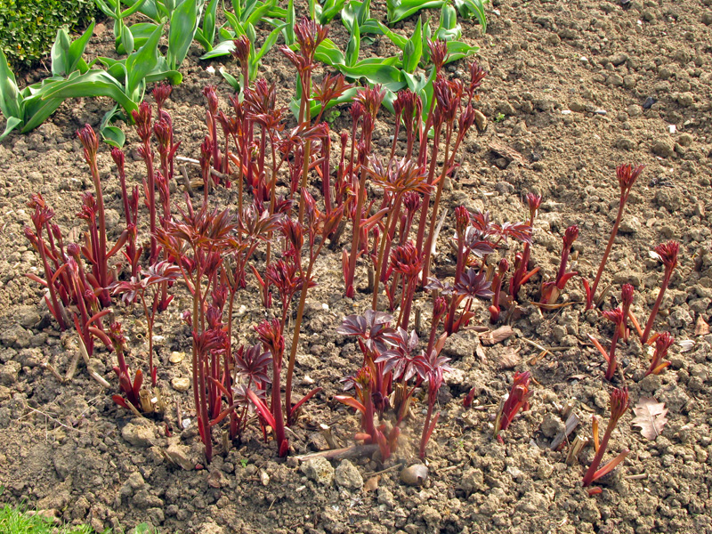 Le bouturage de racines