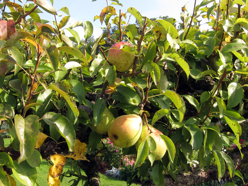 Récolte et conservation des poires