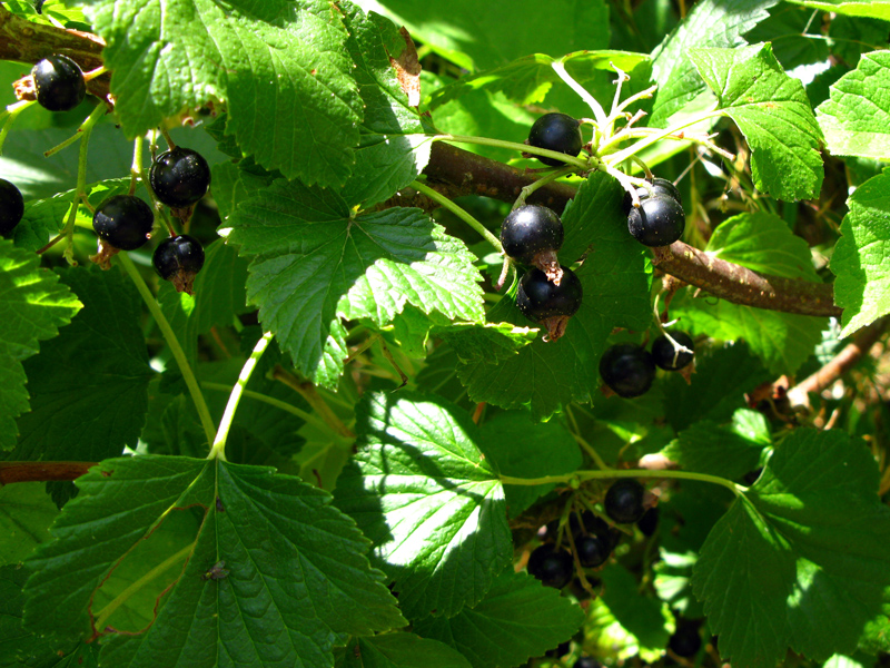 Cassissier (Cassis) : planter, cultiver, récolter