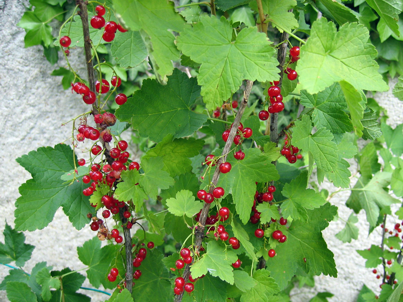 Groseillier à grappes (Groseille) : planter, cultiver, récolter