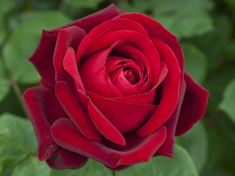 Des rosiers stars chez Meilland