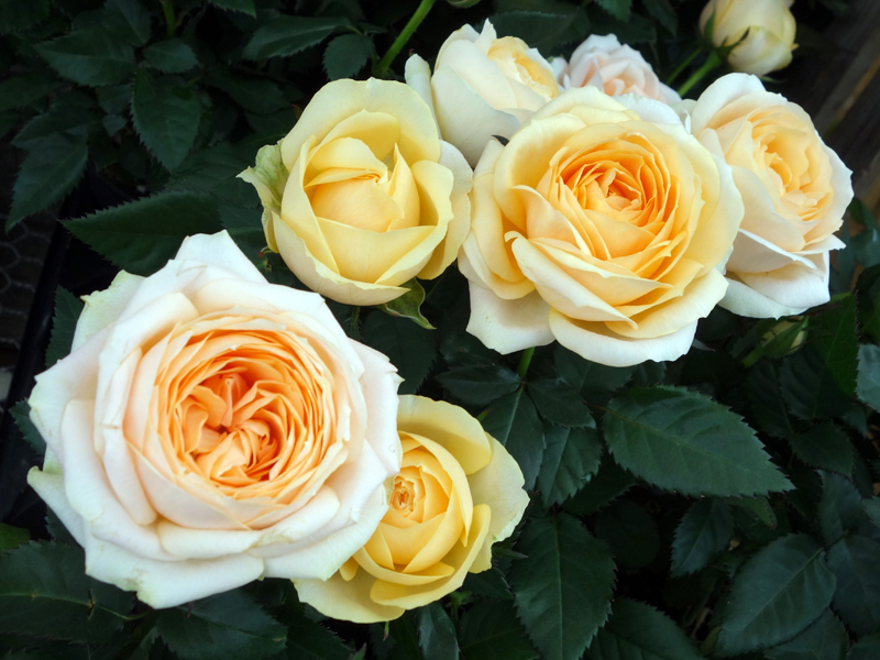 Rosier Miniature Rose Culture Rosiers Miniatures | Types De Rosiers