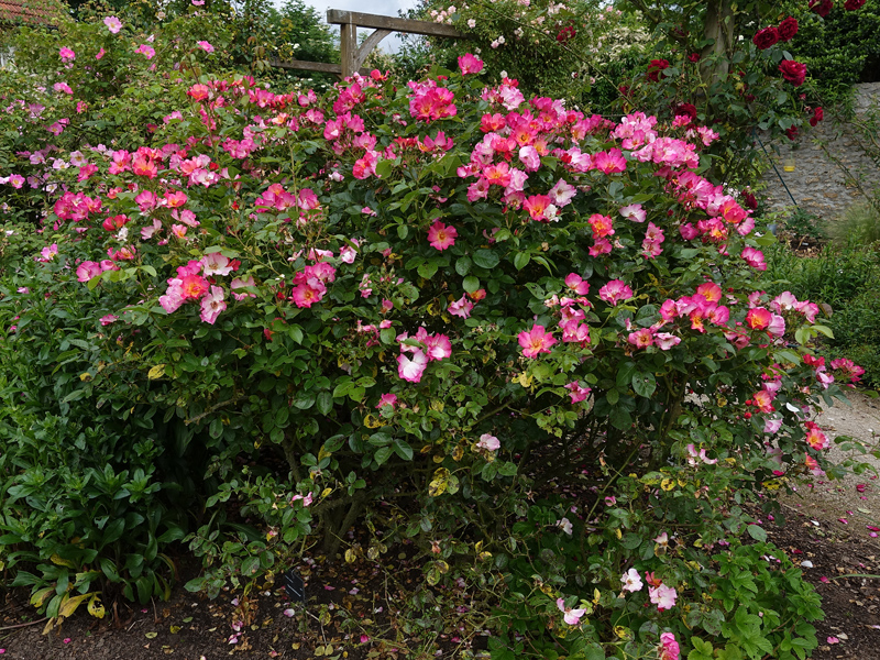 10 conseils pour de beaux rosiers