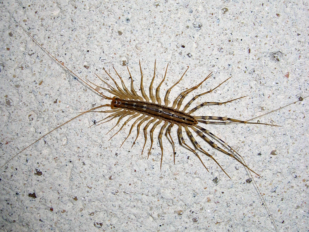 La scutigère véloce, une alliée dans votre habitation