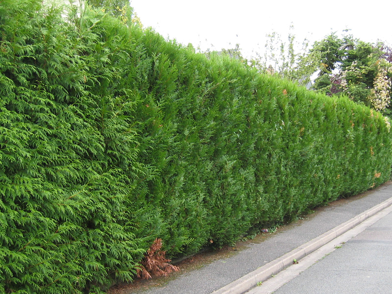 Thuya, Thuja : planter, cultiver, multiplier