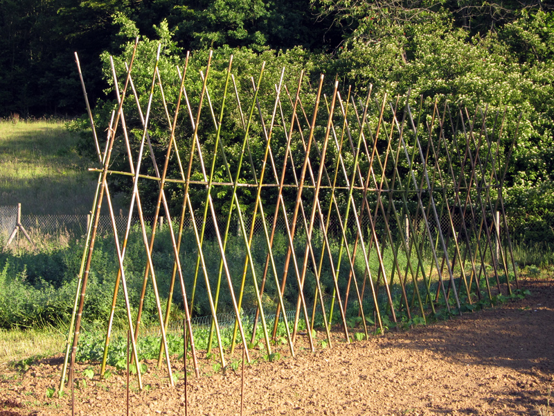 Tuteurer, plantes, arbres et arbustes