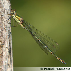 Les libellules et les demoiselles