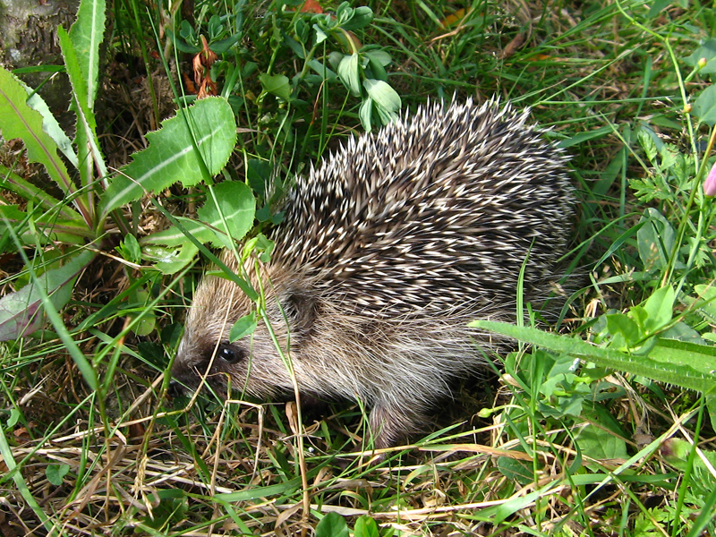 Questions fréquentes sur le hérisson