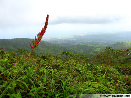 La Martinique, un dossier sur la flore très variée