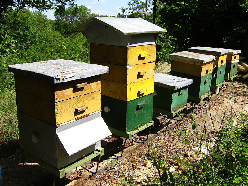 La ruche au fil des saisons