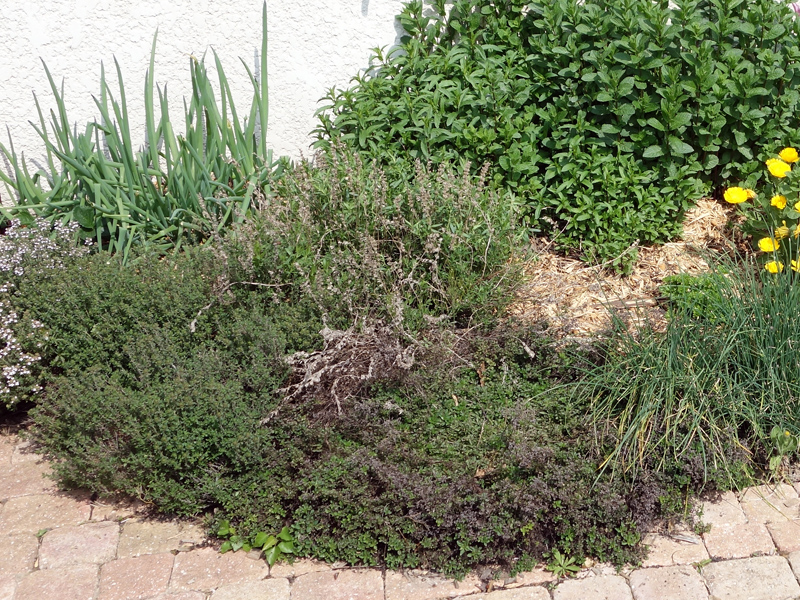 Les bienfaits des aromates