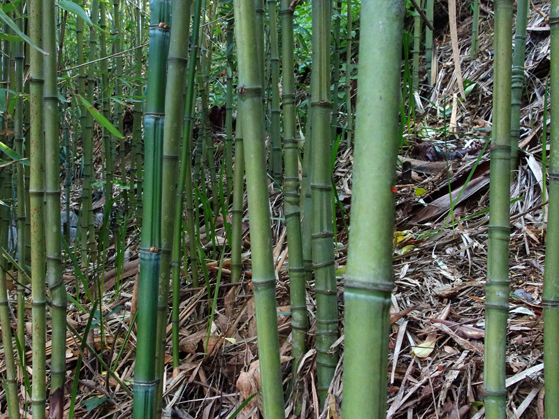 Les plantes à rhizomes