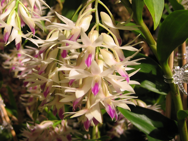 Les plantes lithophytes