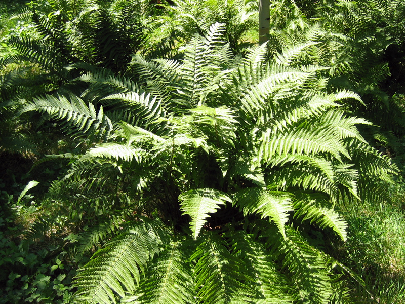 Les fougères